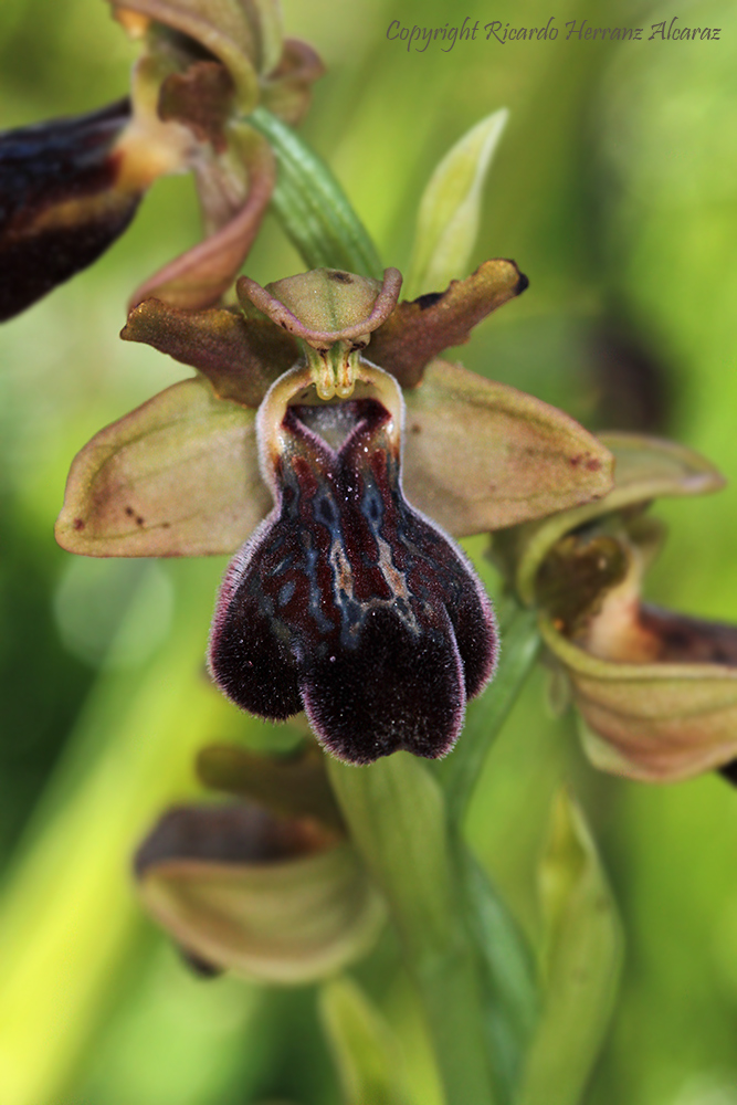 fotosricardo-h: OPHRYS x BRAUNBLANQUETIANA (Ophrys fusca x Ophrys ...