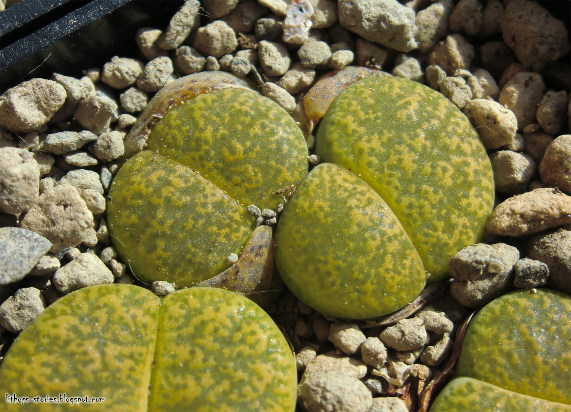 Lithops Stories: May 2017