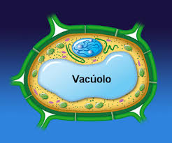 A Ciência na Net: Vacúolo
