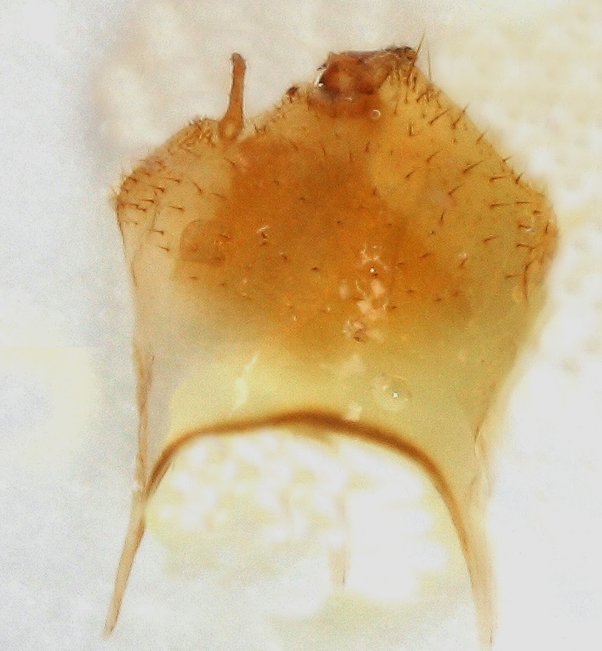 BunyipCo: The Complexities of Cockroach Systematics