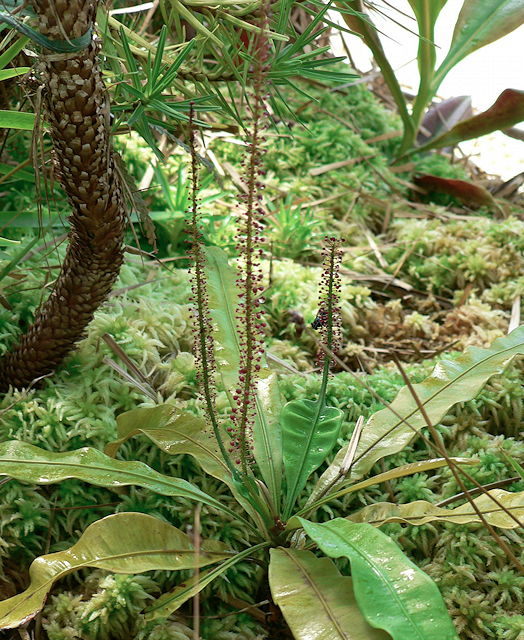 ARTE Y JARDINERÍA : PLANTAS CARNÍVORAS. Triphyophyllum