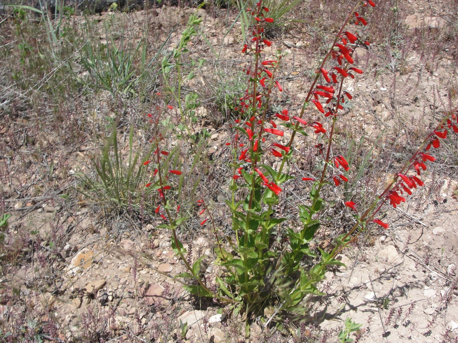 Native Plants of the Great Basin and Nearby