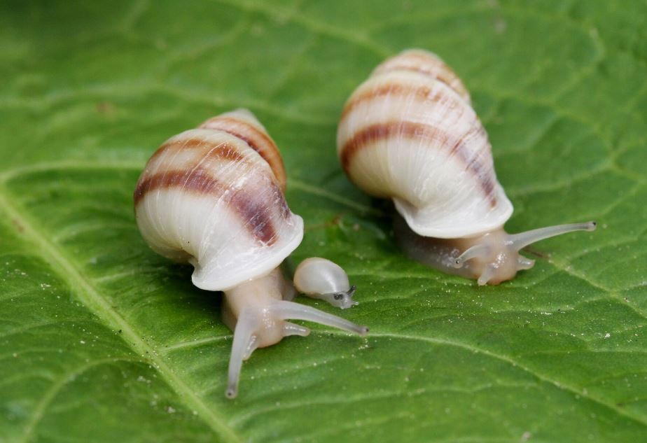 Zoo News Digest: Snail mail: RZSS reintroduces rare Partula snails to ...