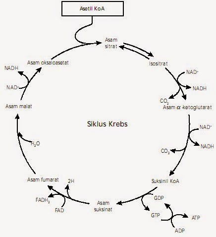 Pengertian Glikosis Siklus Krebs Sistem Transpor Elektron Respirasi ...