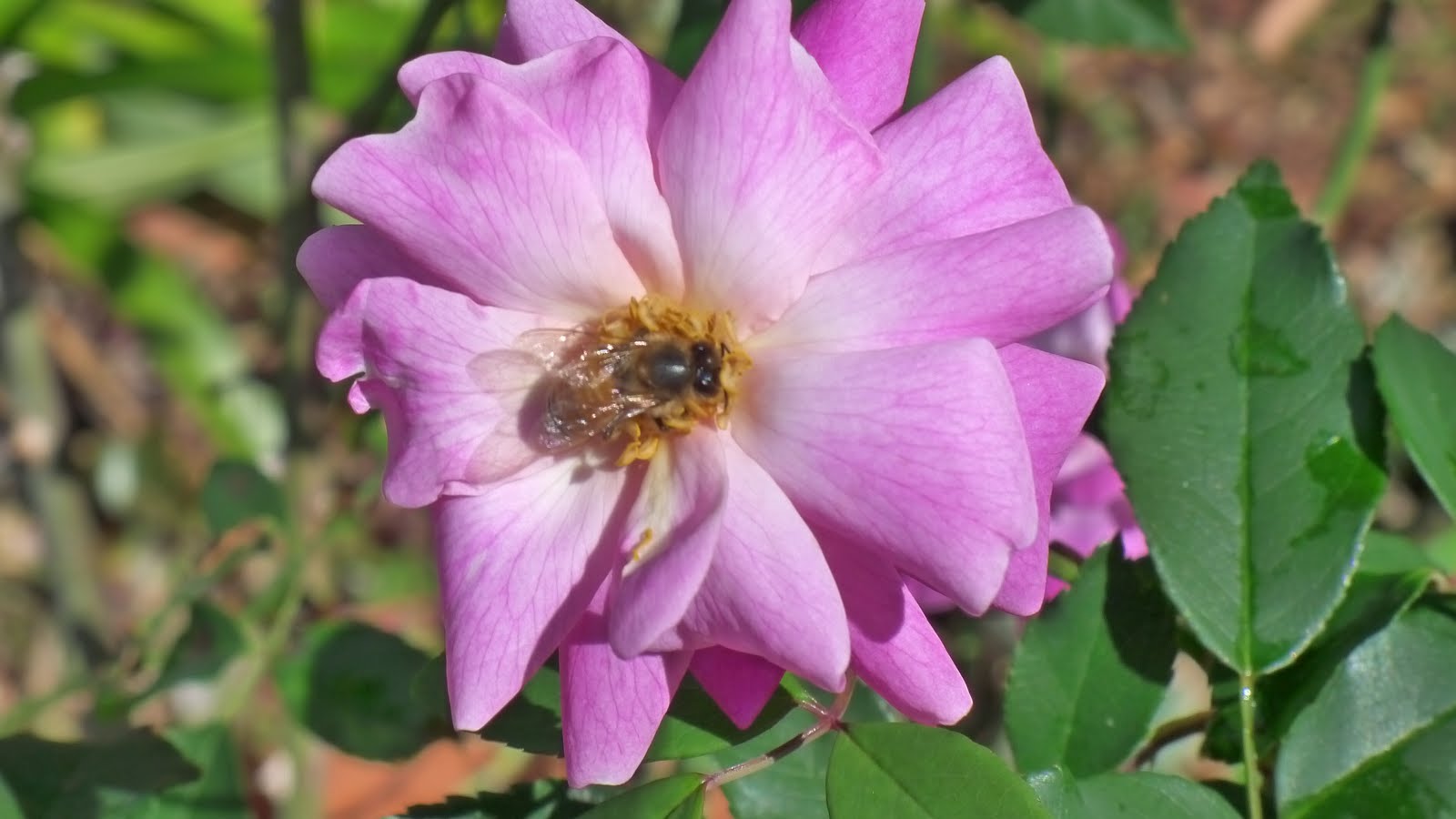 Lavender and Vanilla; Friends of the Gardens: The merry month of August ...