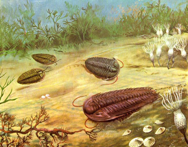 Paleontología y Evolución en la UCM: Trilobites depredadores
