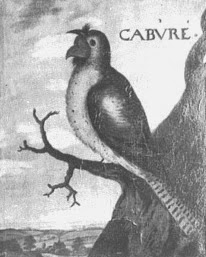 HISTORIAS ZOOLOGICAS: CABURE (Glaucidium brasilianum) – UN AVE CON DOS ...