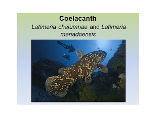 Bio-diversity: Coelacanth: Living Fossil