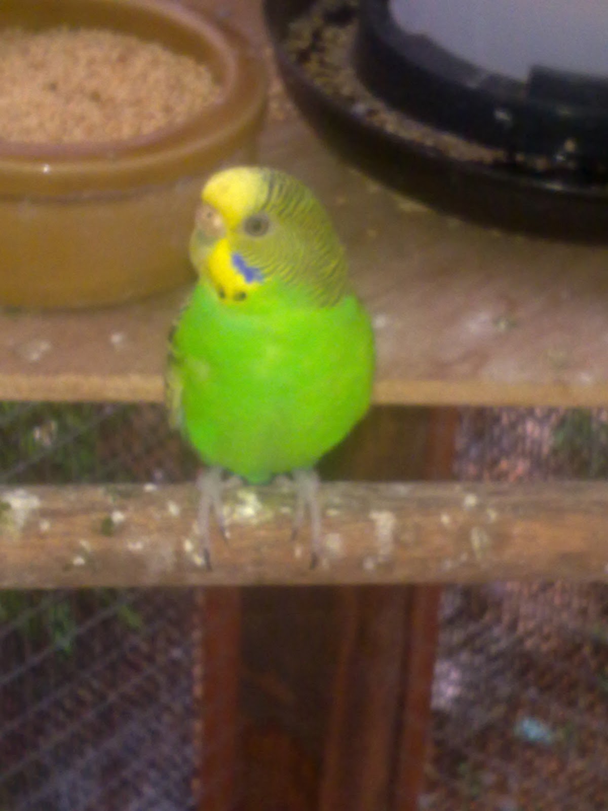 Ampang Birds Farm: INFO BURUNG BUDGIE