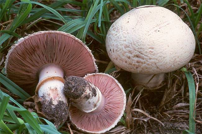 PRIMARY KNOWLEDGE ON AGARICUS BISPORUS