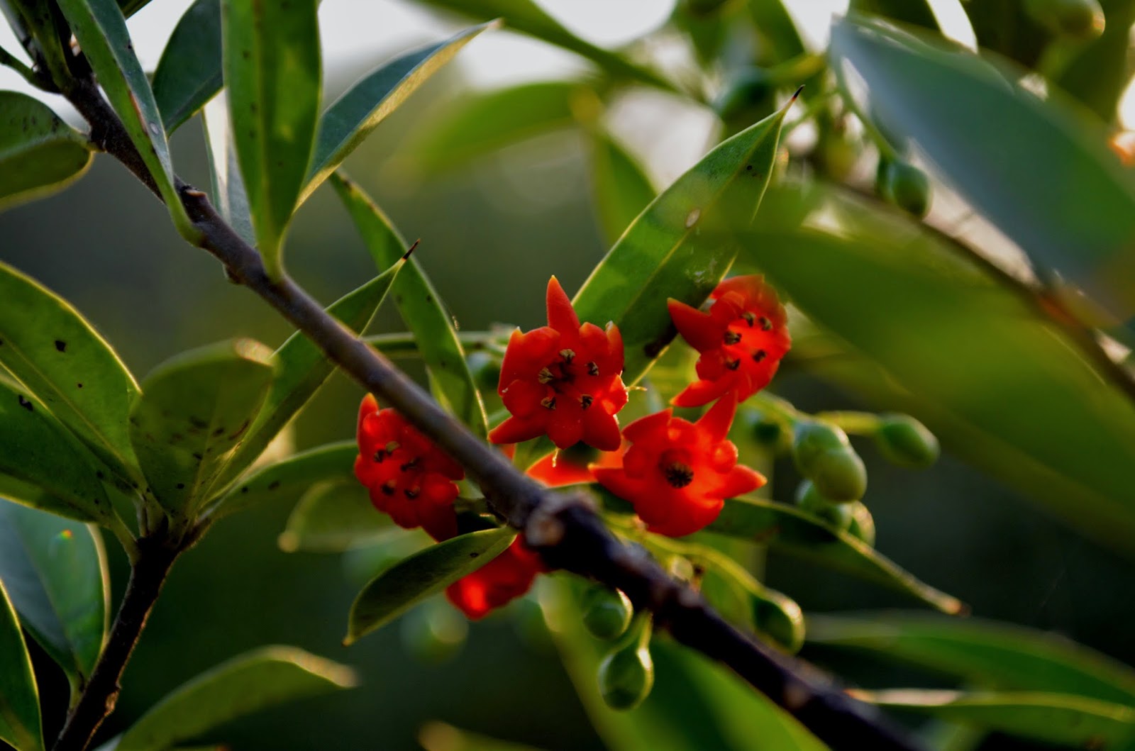 Just saying...: Jacquinia Justifiably so Aurantiaca