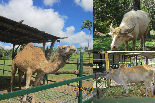 The Paradizoo: A Garden Paradise and a Zoo in one at Mendez, Cavite