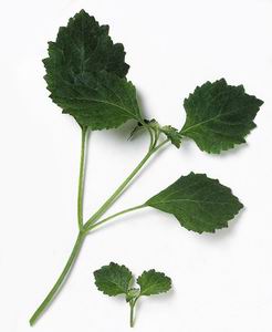 Fruthífera: De onde vem o patchouli?