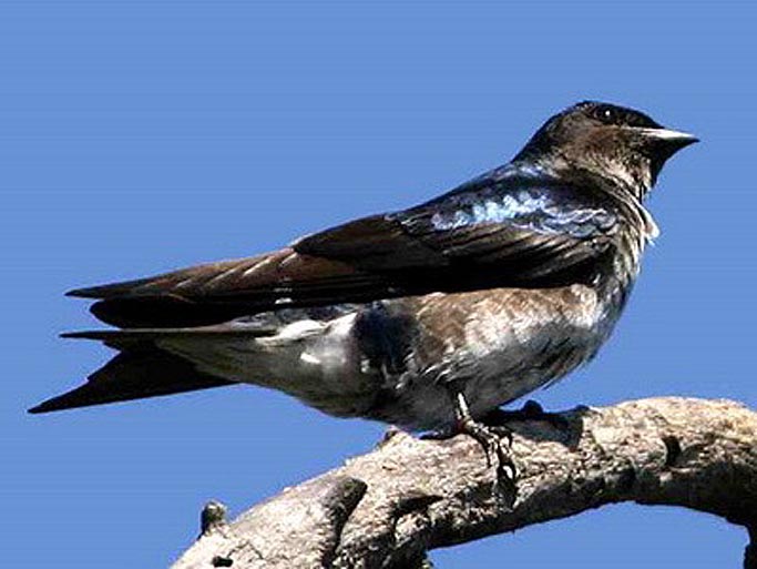 Bellas Aves de El Salvador: Progne chalybea (golondrina doméstica o ...