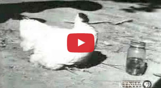 Meet the HEADLESS chicken who lived for 2 years - Must Watch Video