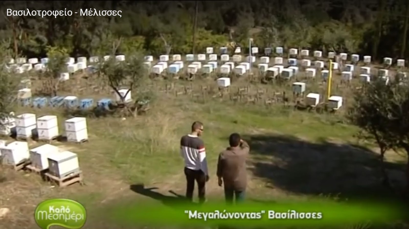 Βασιλοτροφείο - Μέλισσες (ΒΙΝΤΕΟ) - XΡΥΣΟ ΜΕΛΙ ΖΑΚΥΝΘΟΥ