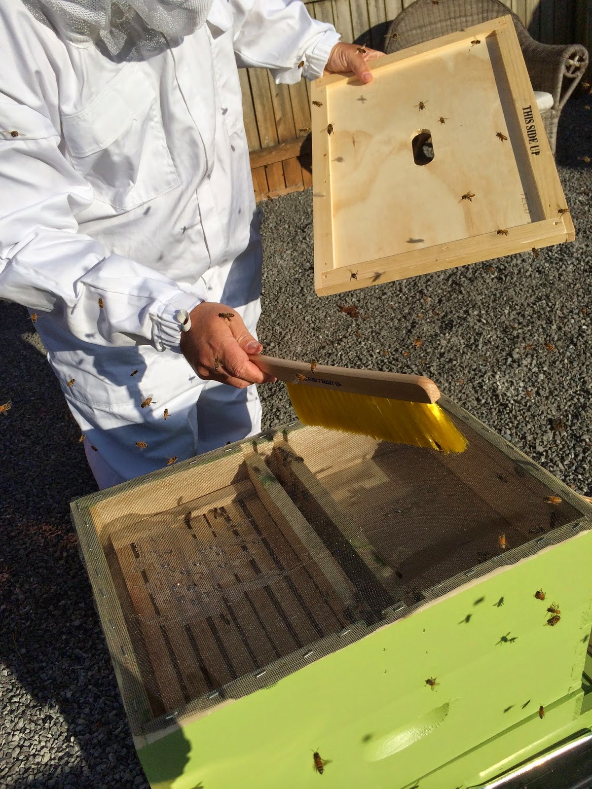 Justin's Garden: My beekeeping adventure
