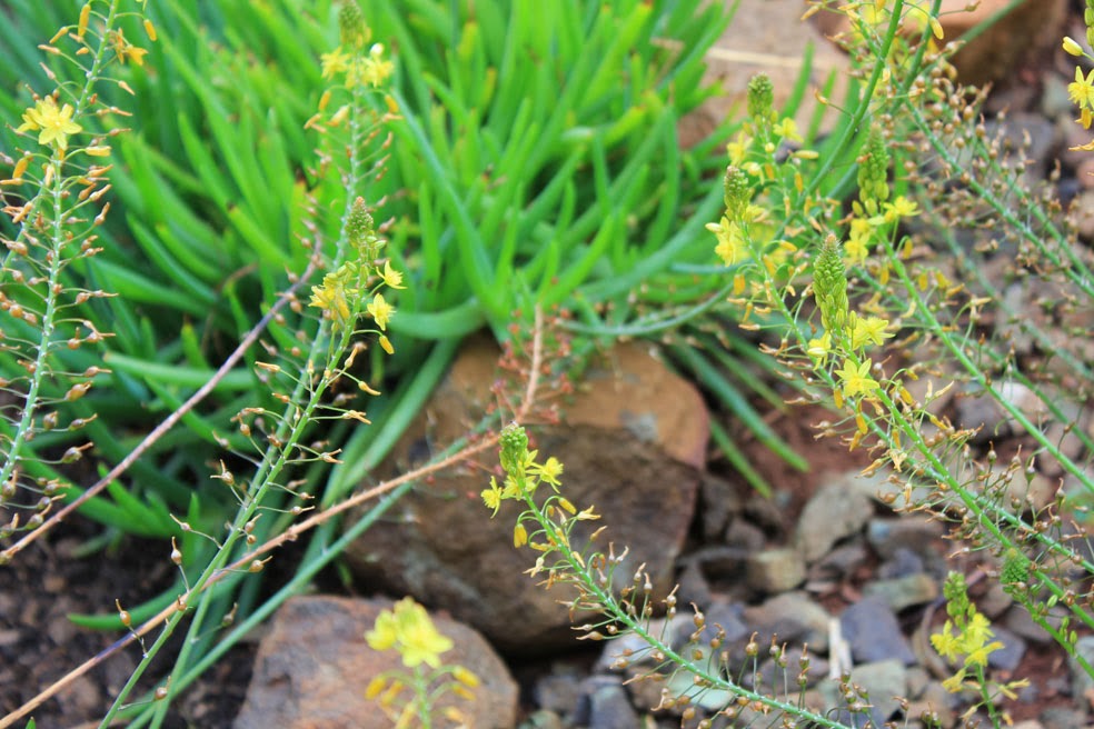 Gardening in Africa: Bulbine frutescens