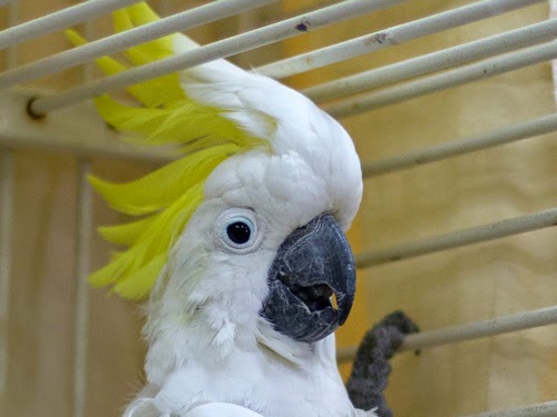 Shelter Dogs of Portland: "BETTY & BRADLEY" pretty and very shy ...