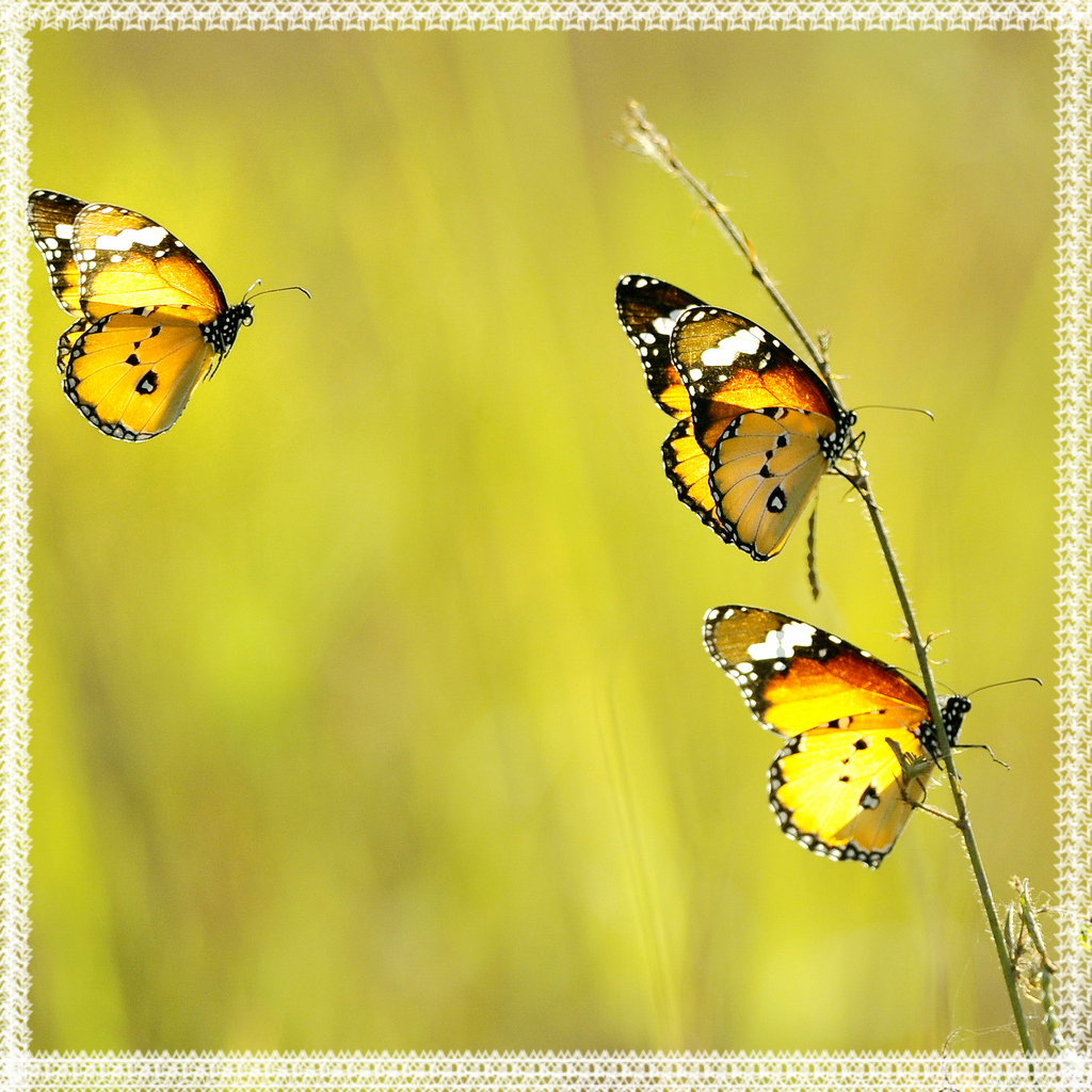 School Of Digital Photography: How to Make a Custom Border for Your ...