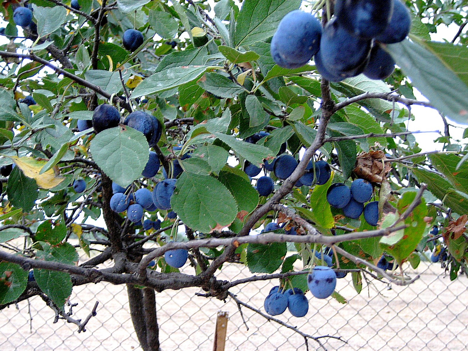 Living Rootless: Rustavi: Levan's Farm