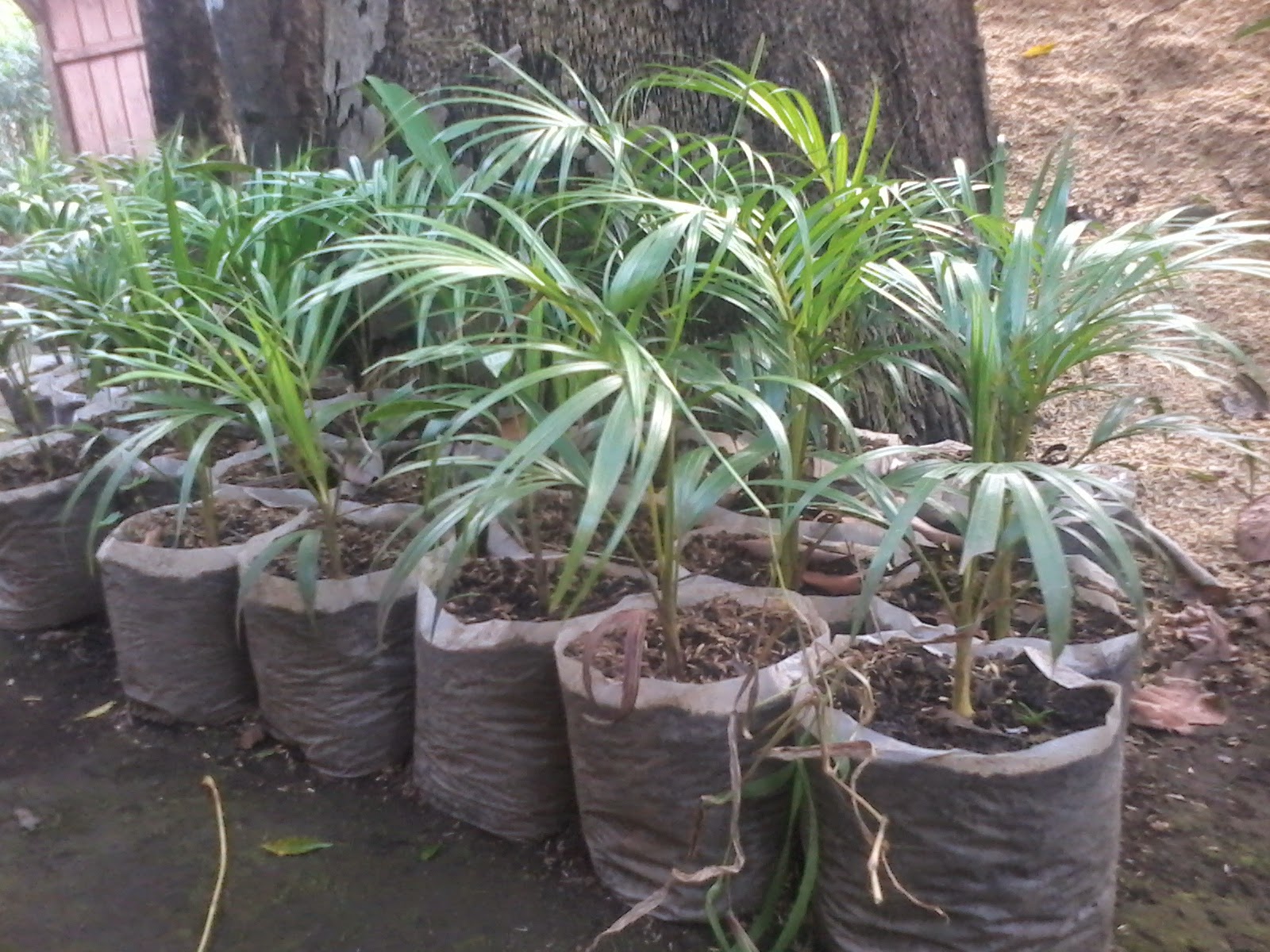 Jual palem kuning ~ Arya Flower Landscape