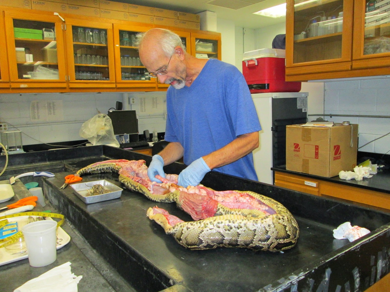 Everglades Volunteer Program: Assessing risks to humans from invasive ...