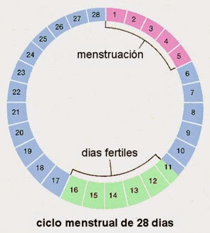 Ginecología Femenina Y Más... : Conociendo mi Ciclo menstrual...