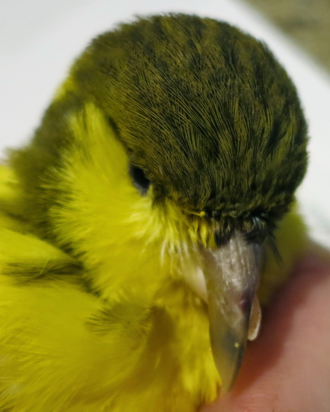Canary Tales: Unbelievable Overgrown Beak