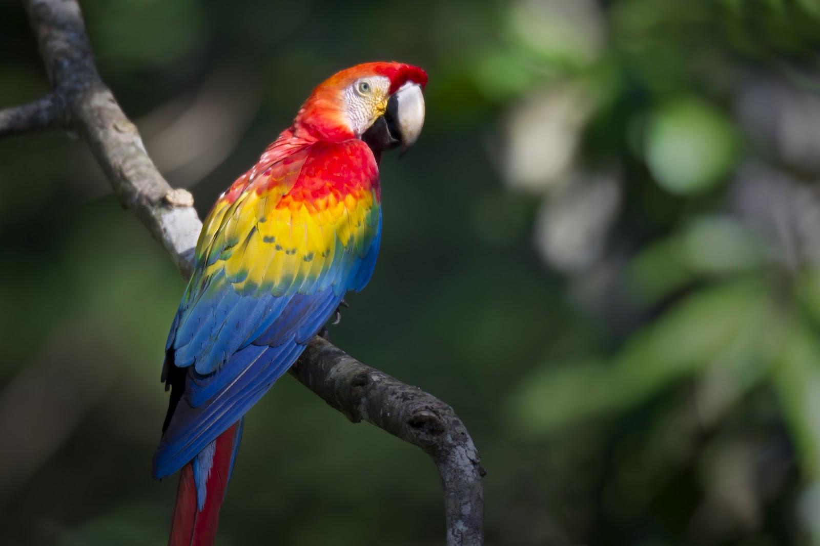 Beautiful Red And Blue Macaw Pictures