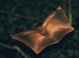 Flying lemur bat | Facts About All