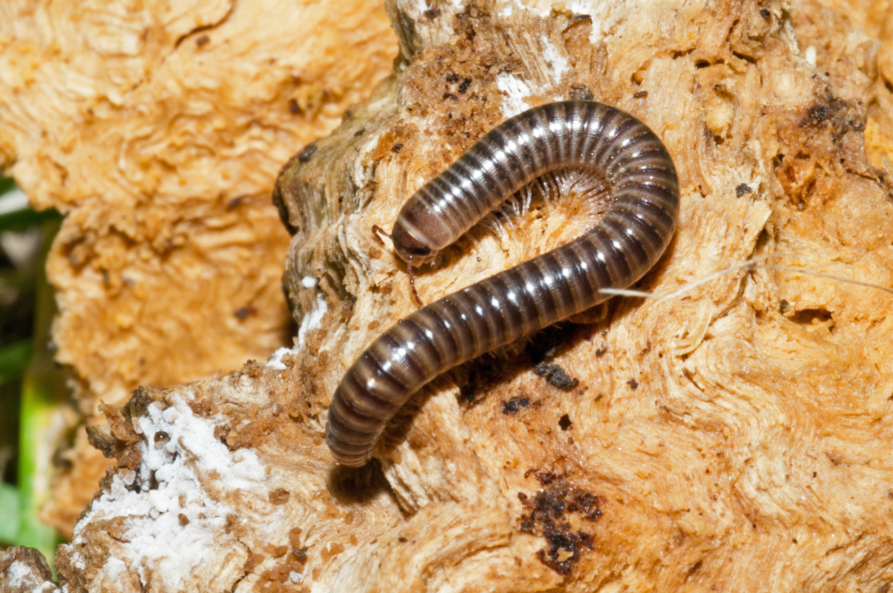 Bugs of Mackie: Millipede - Cylindroiulus caeruleocinctus