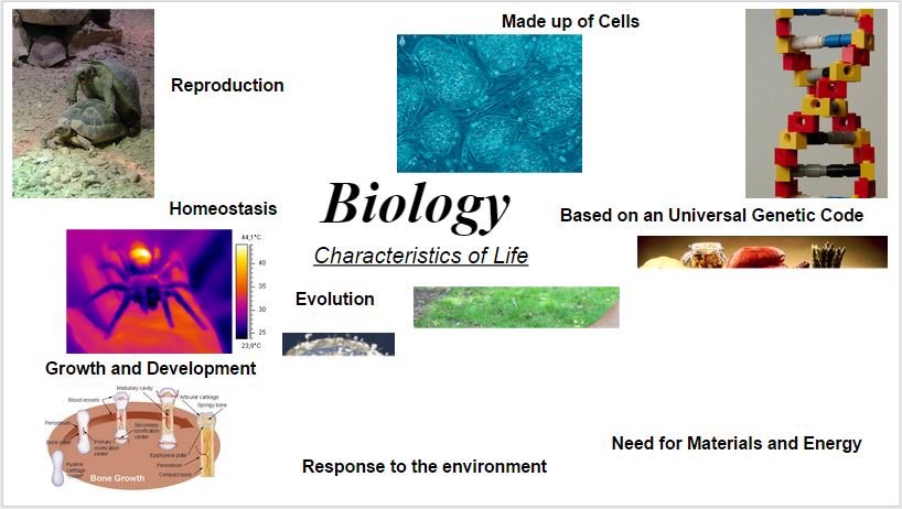 Derek's Blog: "What is Biology?" Collage