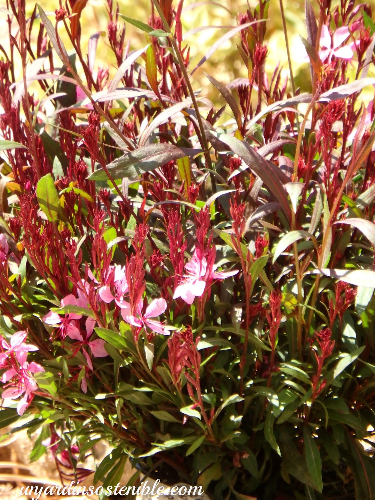 Gaura lindheimeri (Gaura)