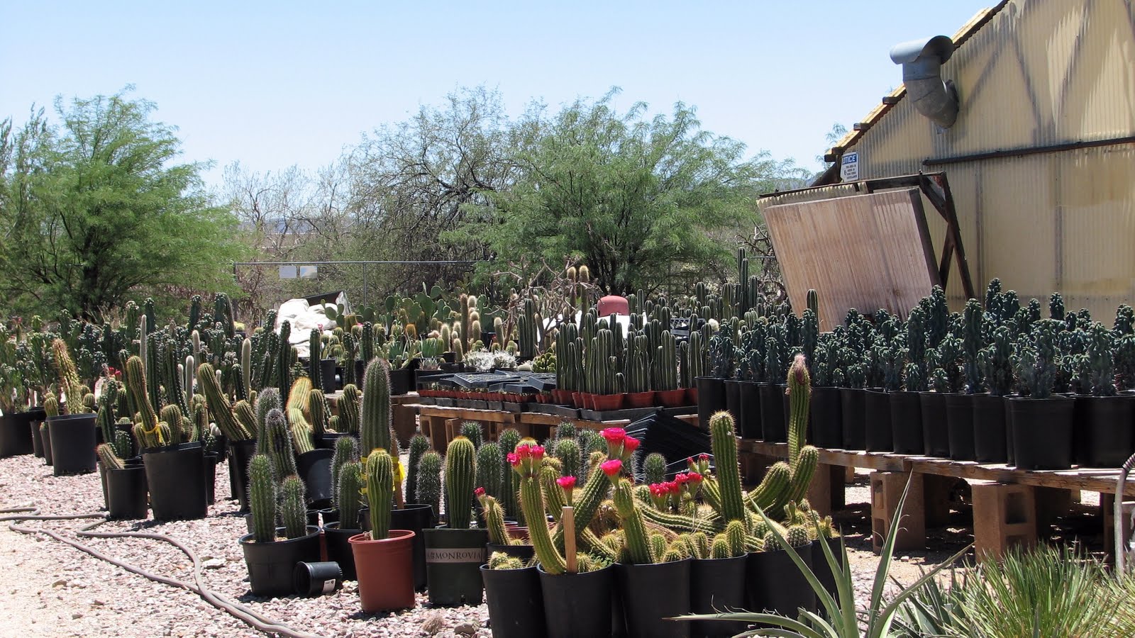 someplace*in*thyme: A Trip To A Cactus Farm And Pink Saturday Too