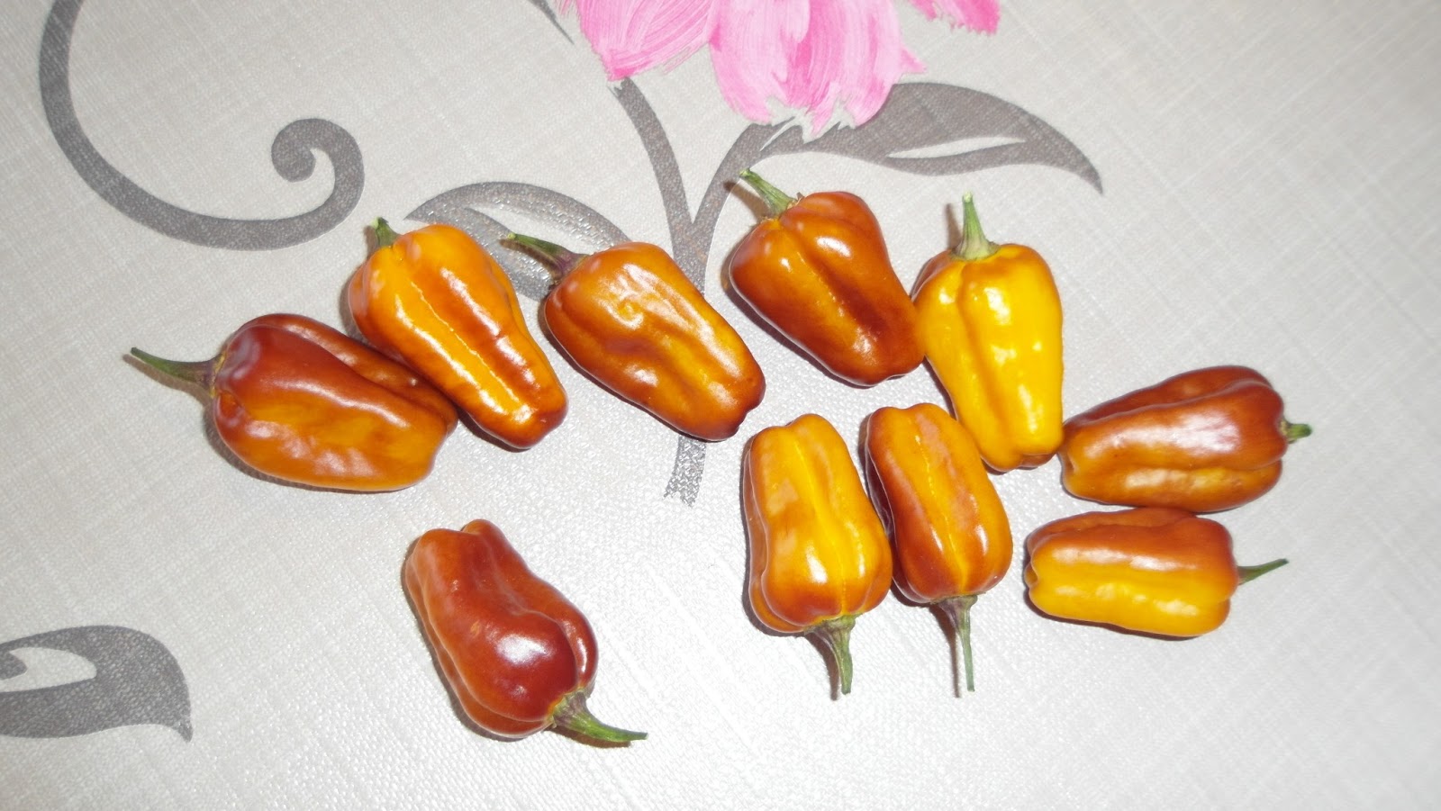 The Mojo Pepper - Just a Chili Pepper grower: Pimenta Puma (Capsicum ...