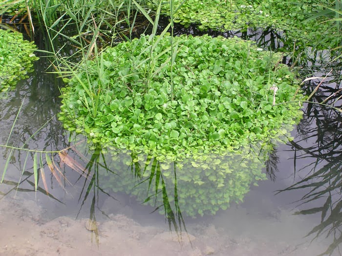 Aquaponic farm Futura CZ: Pátrání po nekonečných salátech do ...