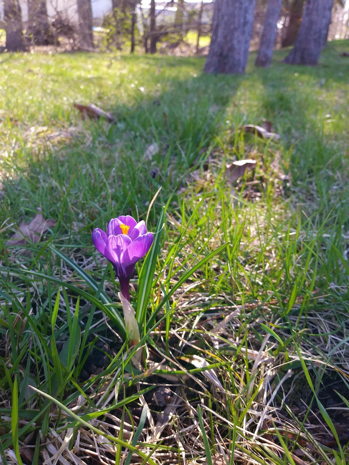 Sweet Home Indiana: Spring Garden Tour