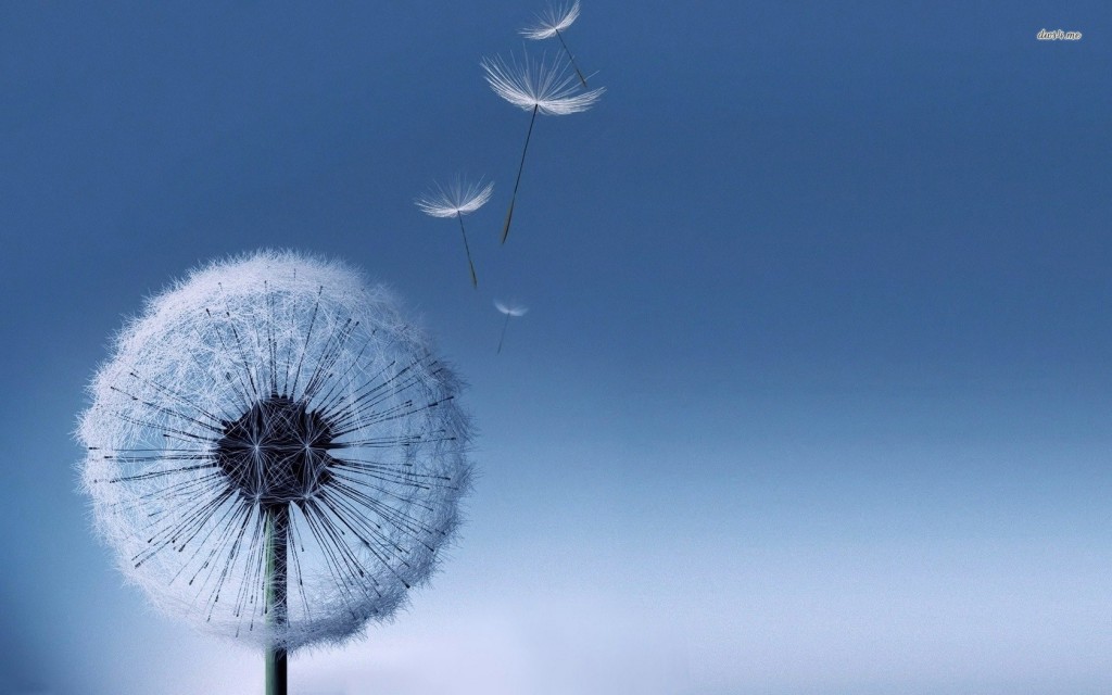 Hình Nền Hoa Bồ Công Anh Cho Máy Tính - Photo dep