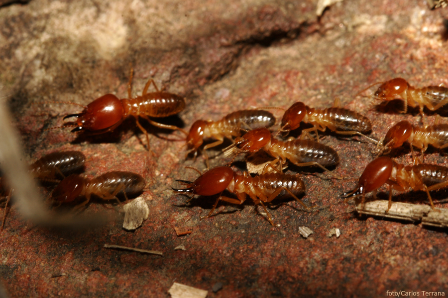 FOTOGRAFIA E CRIATIVIDADE - Photogenic Arts: O dia dos CUPINS