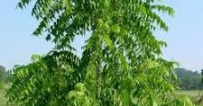 Jammu and Kashmir Medicinal Plants Introduction Centre: walnut tree ...
