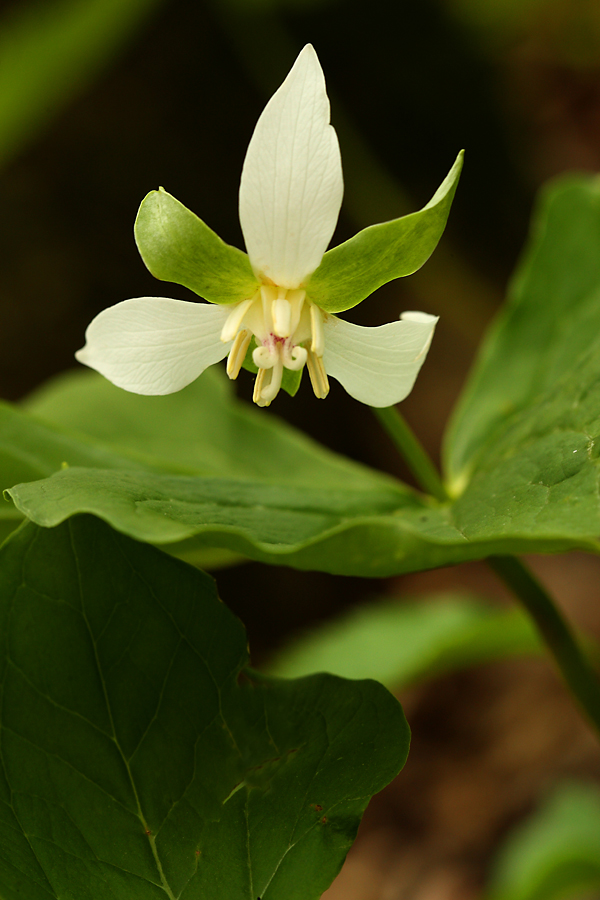 Natural Spaces Photography: Spring Wildflowers in Wisconsin