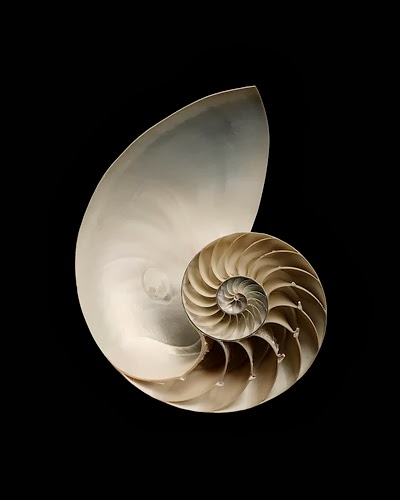 Totum Revolutum: La Fotografía Pura de Edward Weston