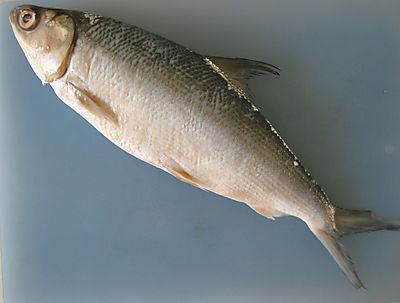 Fishes Images: Bangus