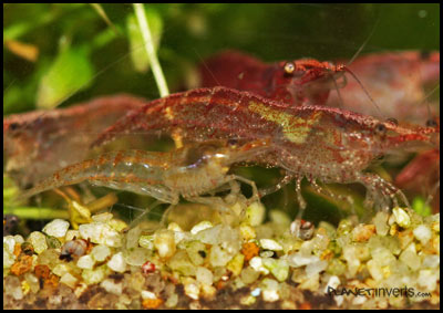 Mengenal Red Cherry Shrimp - Udang hias paling populer ~ Aquascape Batang