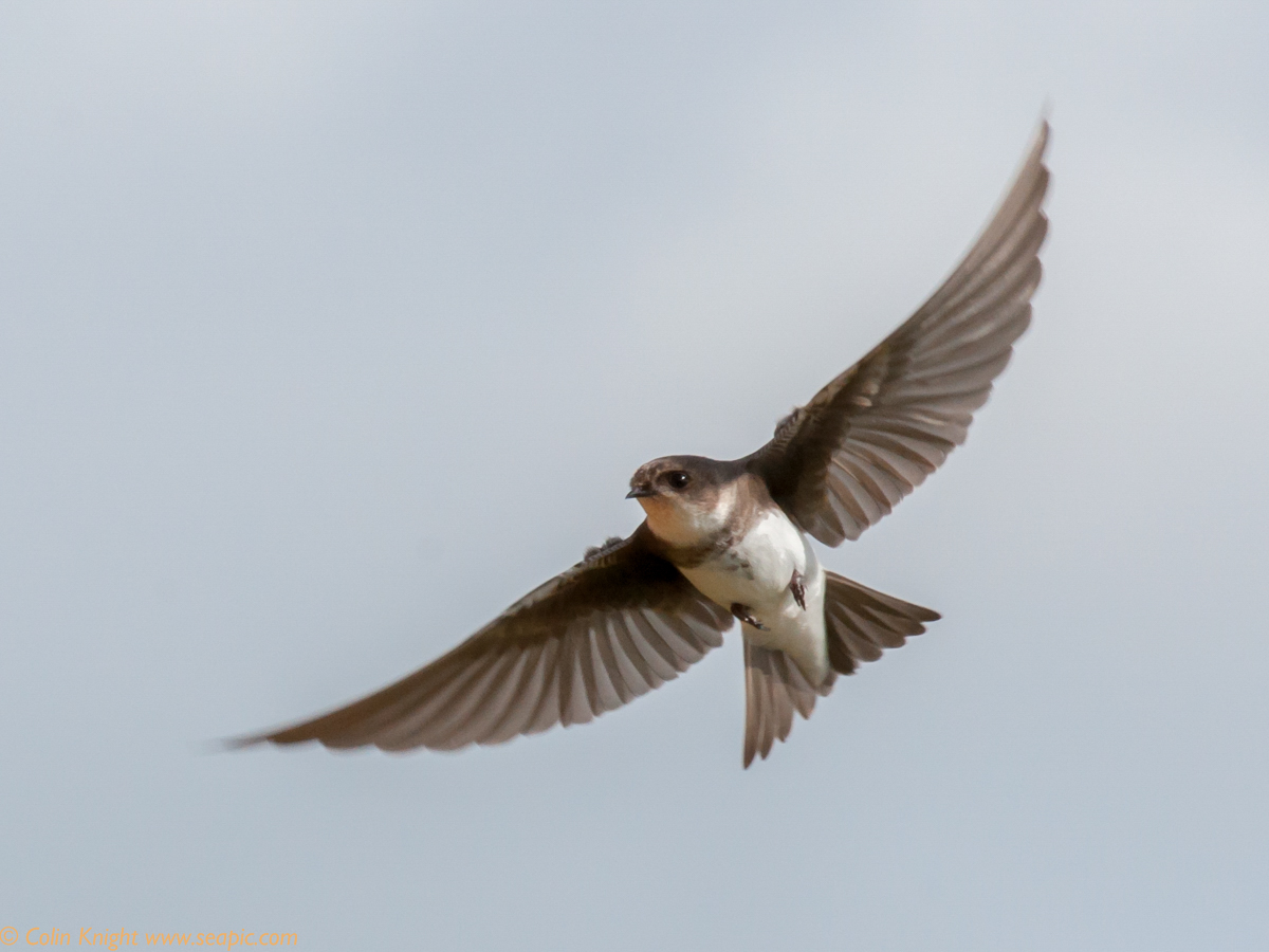 Postcards from Sussex: Sand Martins congregate