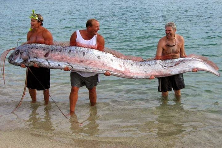 Biologia-Vida: Peixe-remo, o maior peixe ósseo do mundo / Giant Oarfish ...