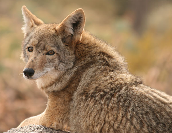 The Coyote | All Wildlife Photographs