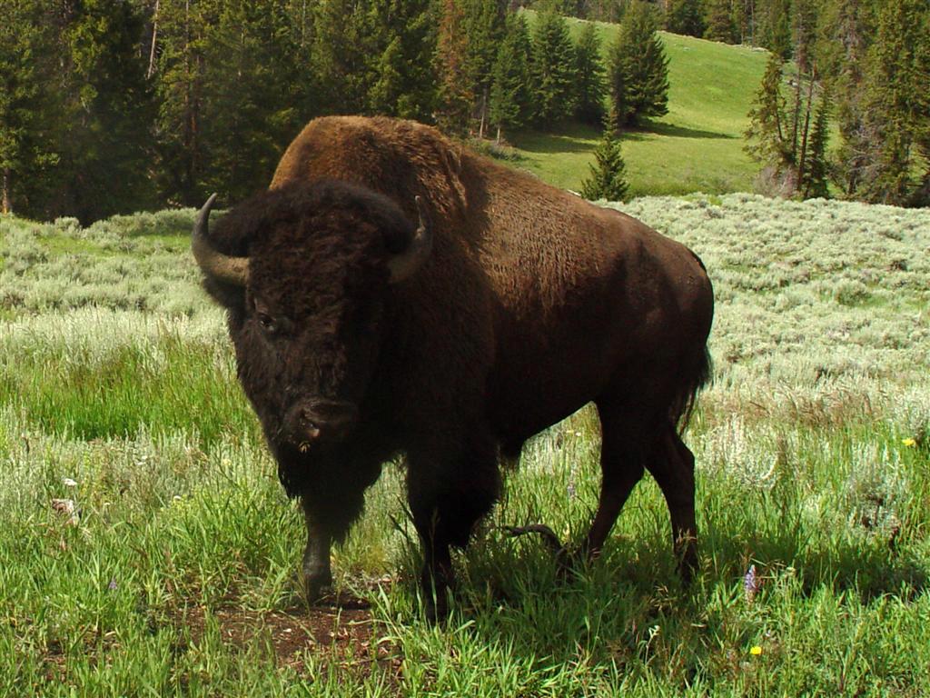 1024x768px Free Bison Wallpaper - WallpaperSafari
