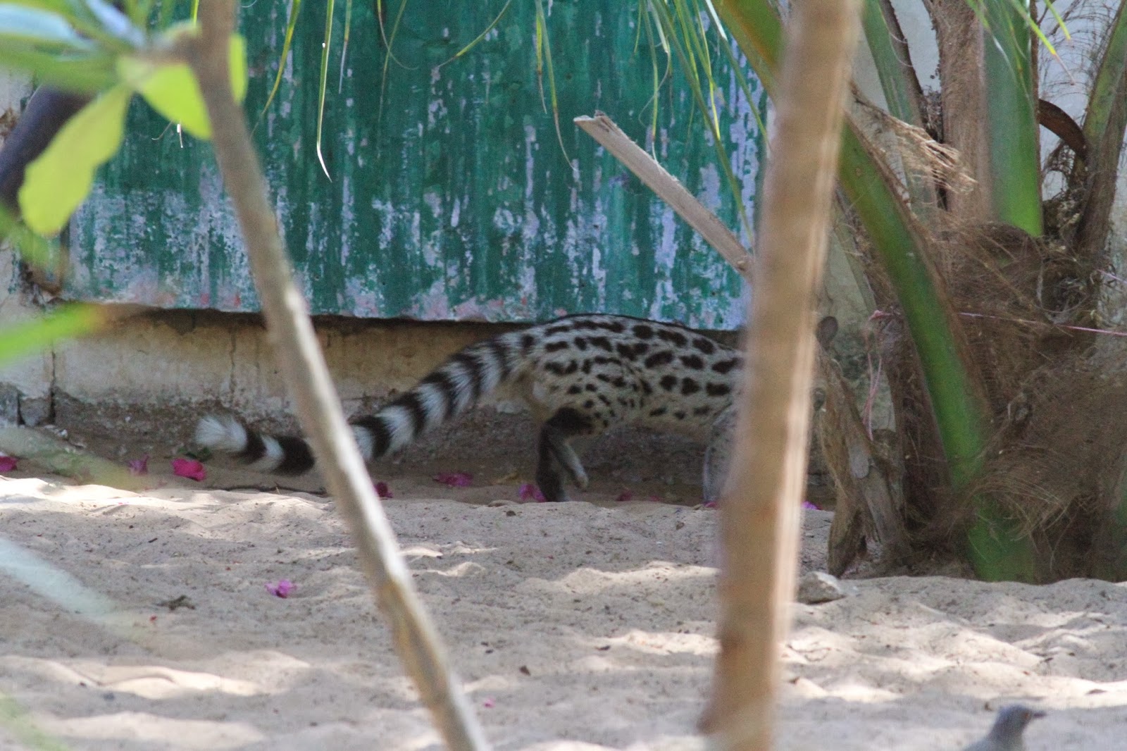 ORNITHO'NDAR - Des oiseaux et autres dans le nord du Sénégal: En ...